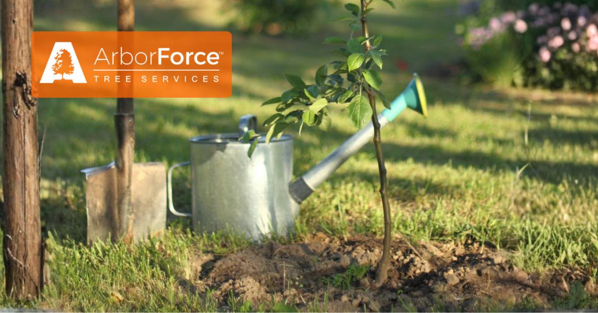 Preparing Newly Planted Trees for Georgia’s Spring Weather