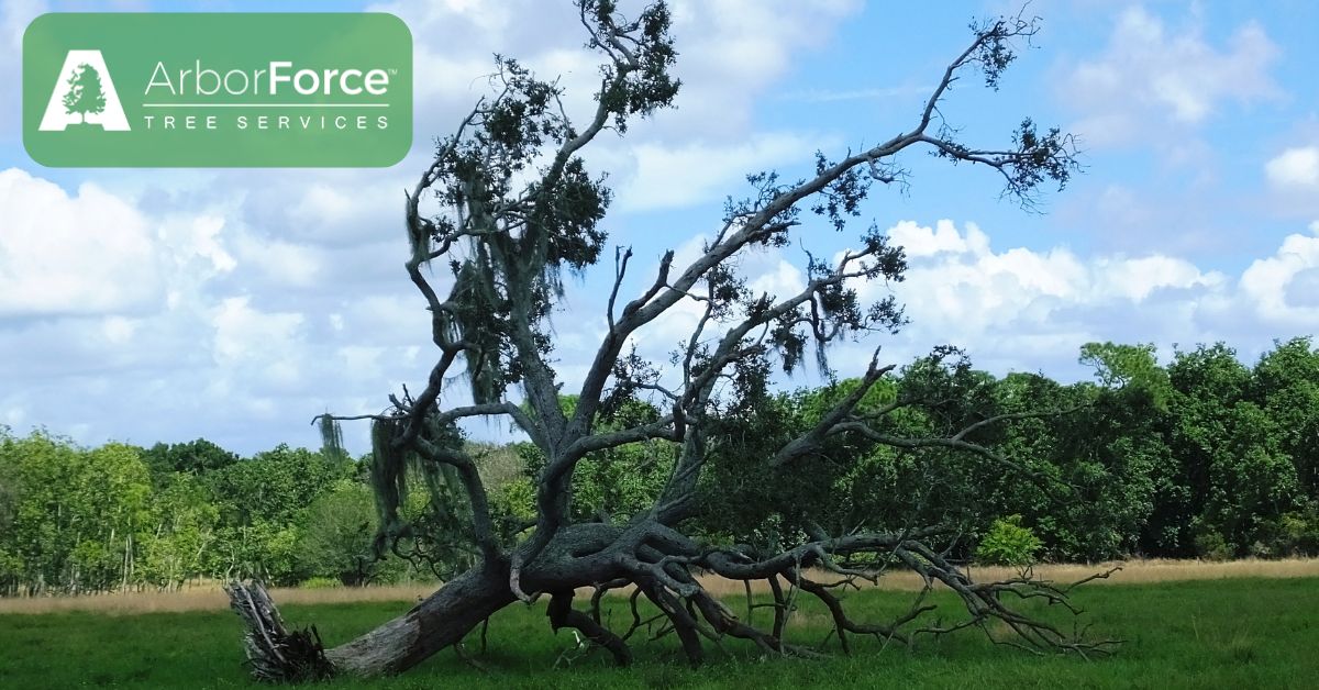 When to Call for Emergency Tree Services