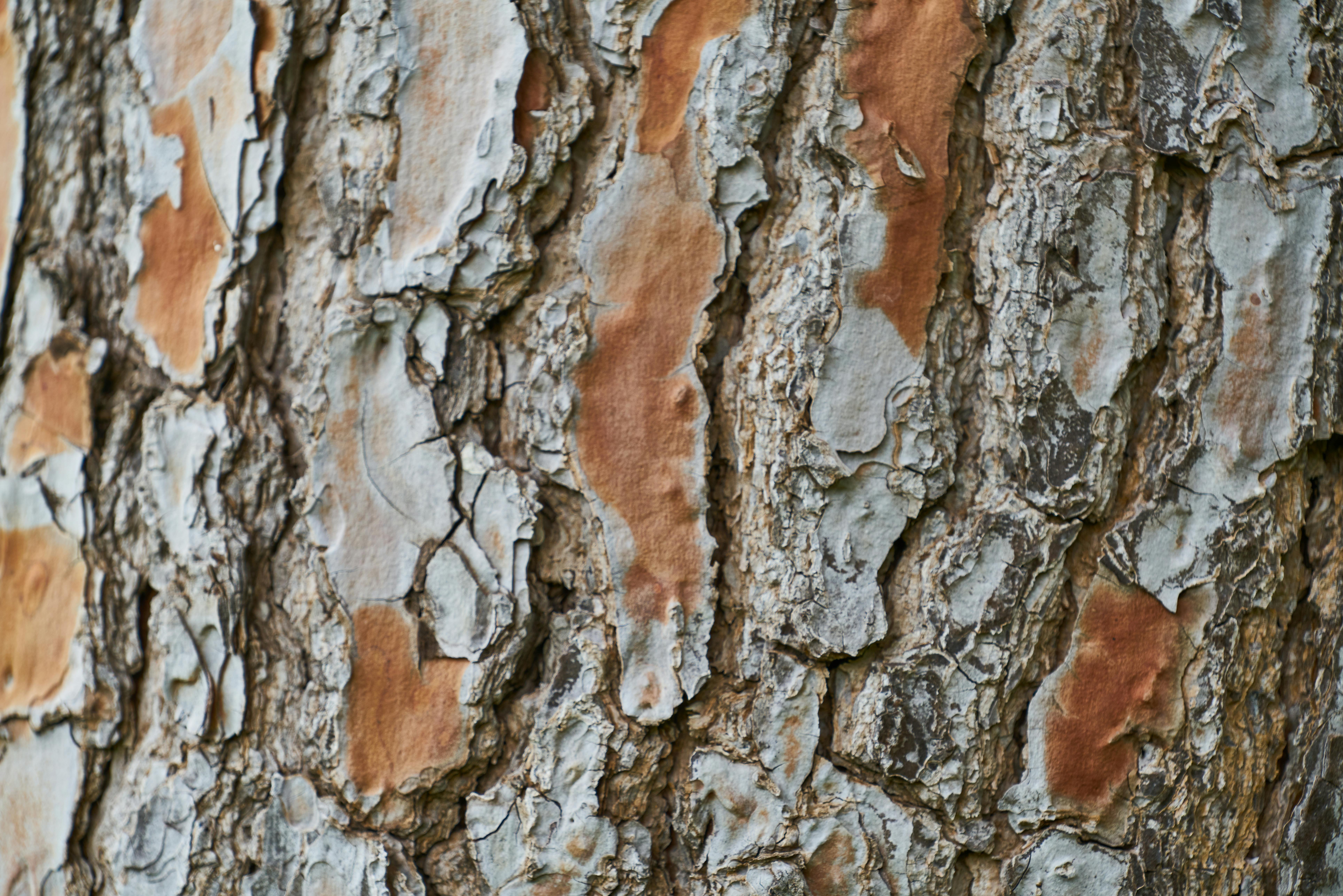Bark Falling Off Tree - Should You Worry