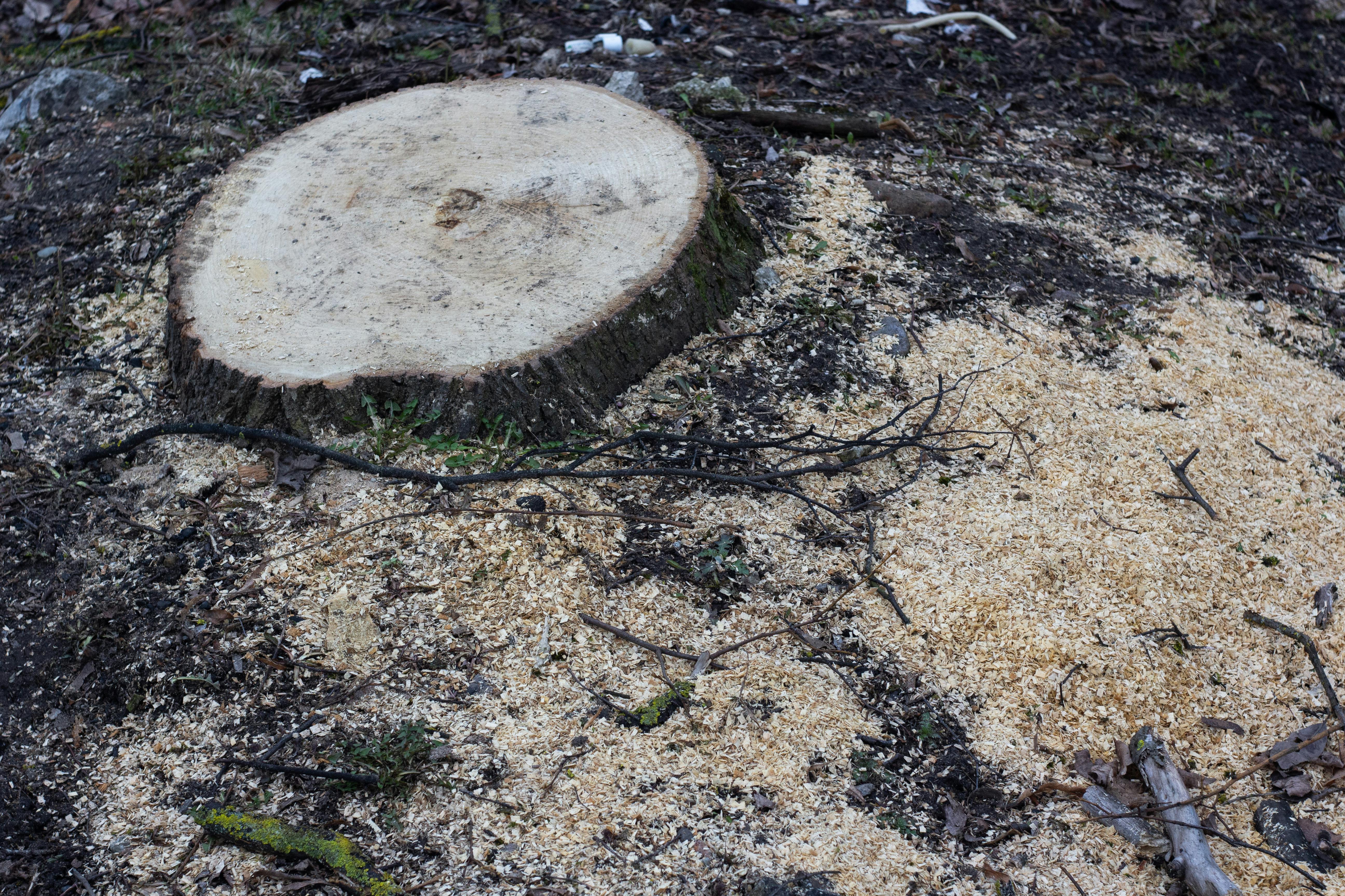 Tree Cutting vs Tree Removal - Key Differences