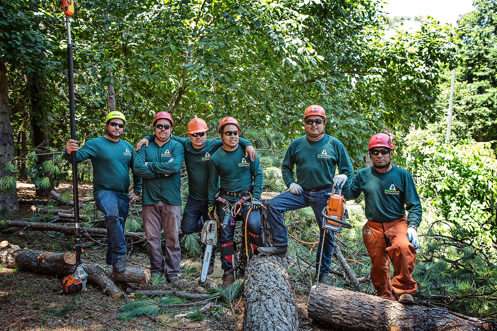 Why hire a professional tree care company? - ArborForce Tree Services