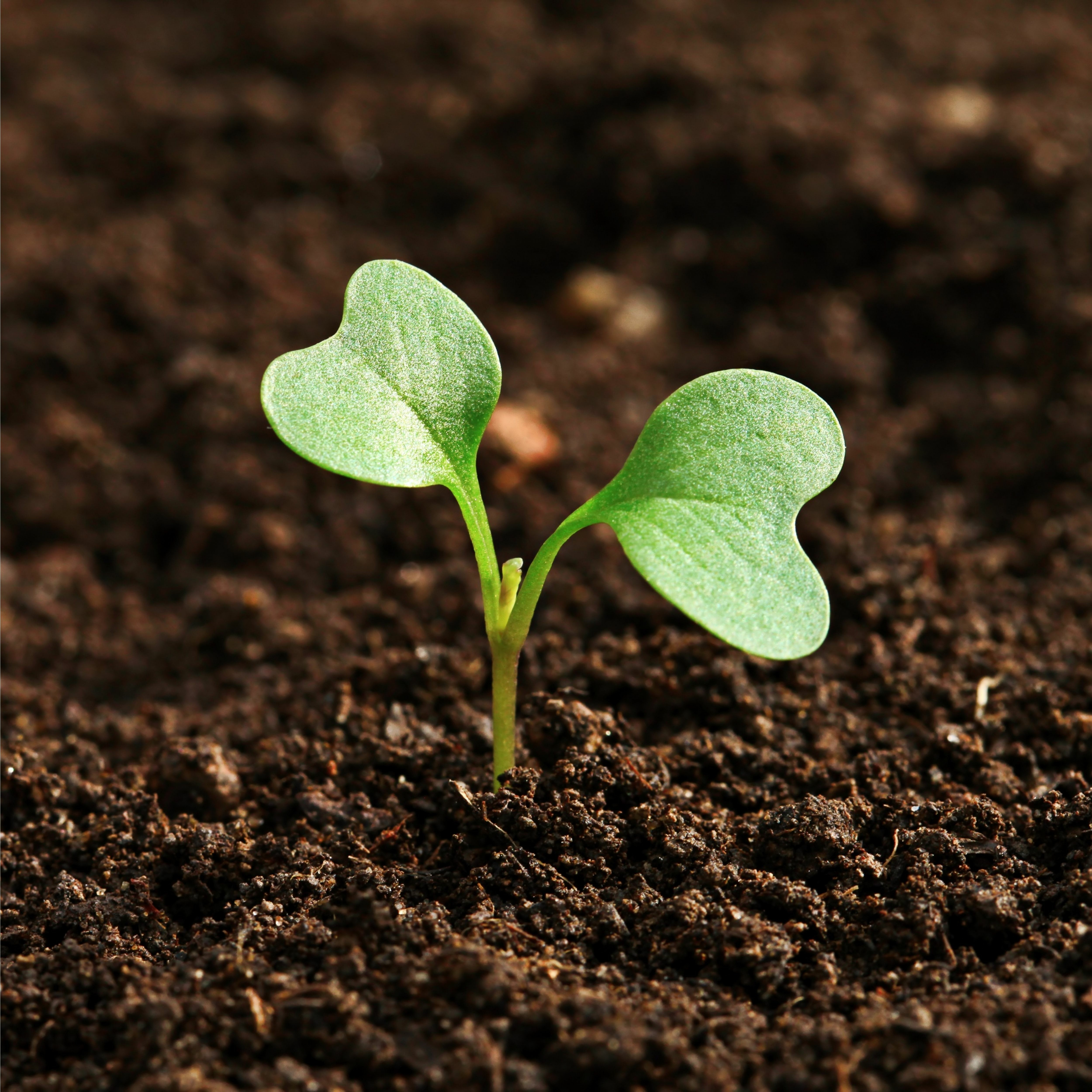 Benefits of Mulching Around Trees - Why It's Essential